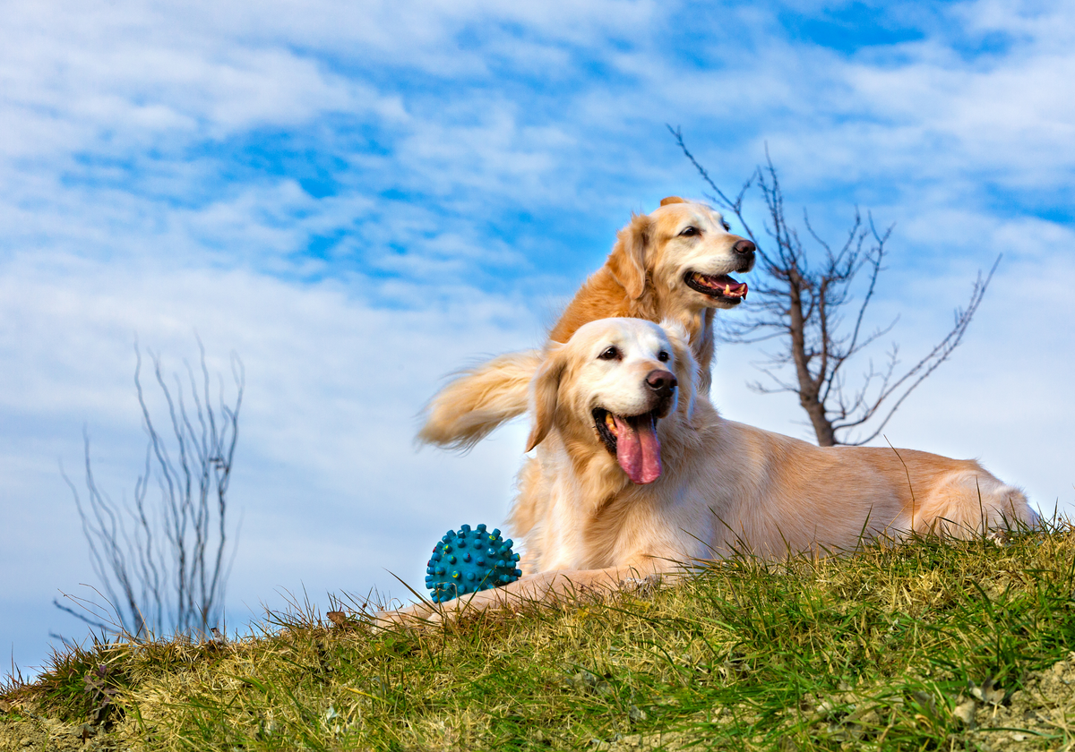 Things Only Golden Retriever Owners Understand – Noble Pets